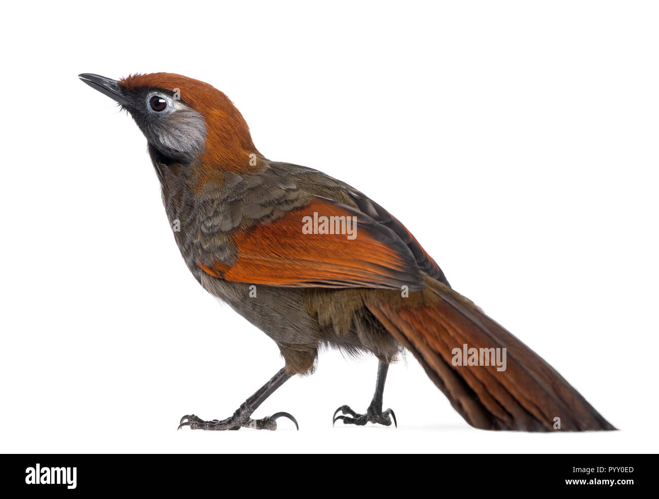Back view on a Red-tailed Laughingthrush - Garrulax milnei, isolated on ...