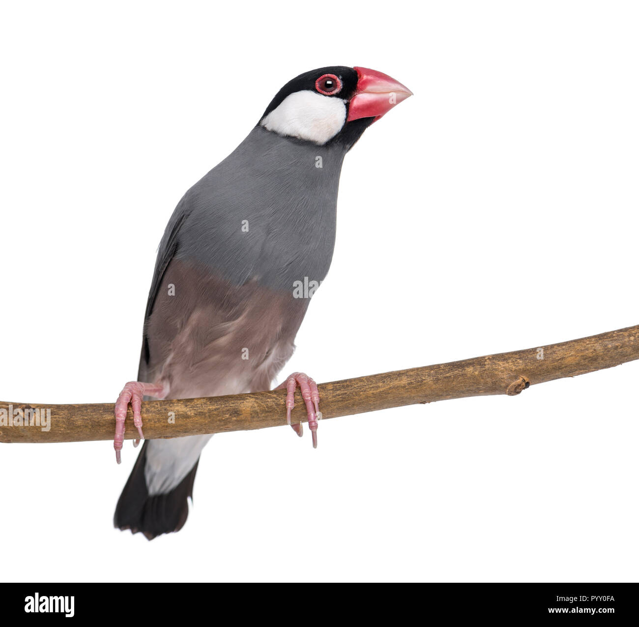 Java Sparrow perched on a branch and looking away - Padda oryzivora ...
