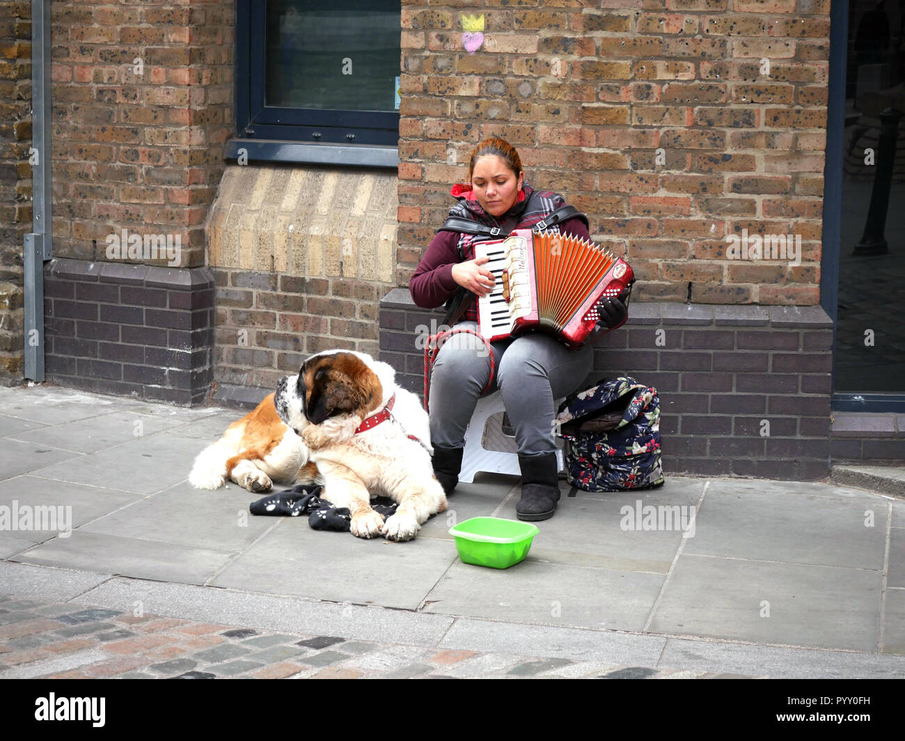 Lady playing a piano accordion with a St Bernard dog for company near ...