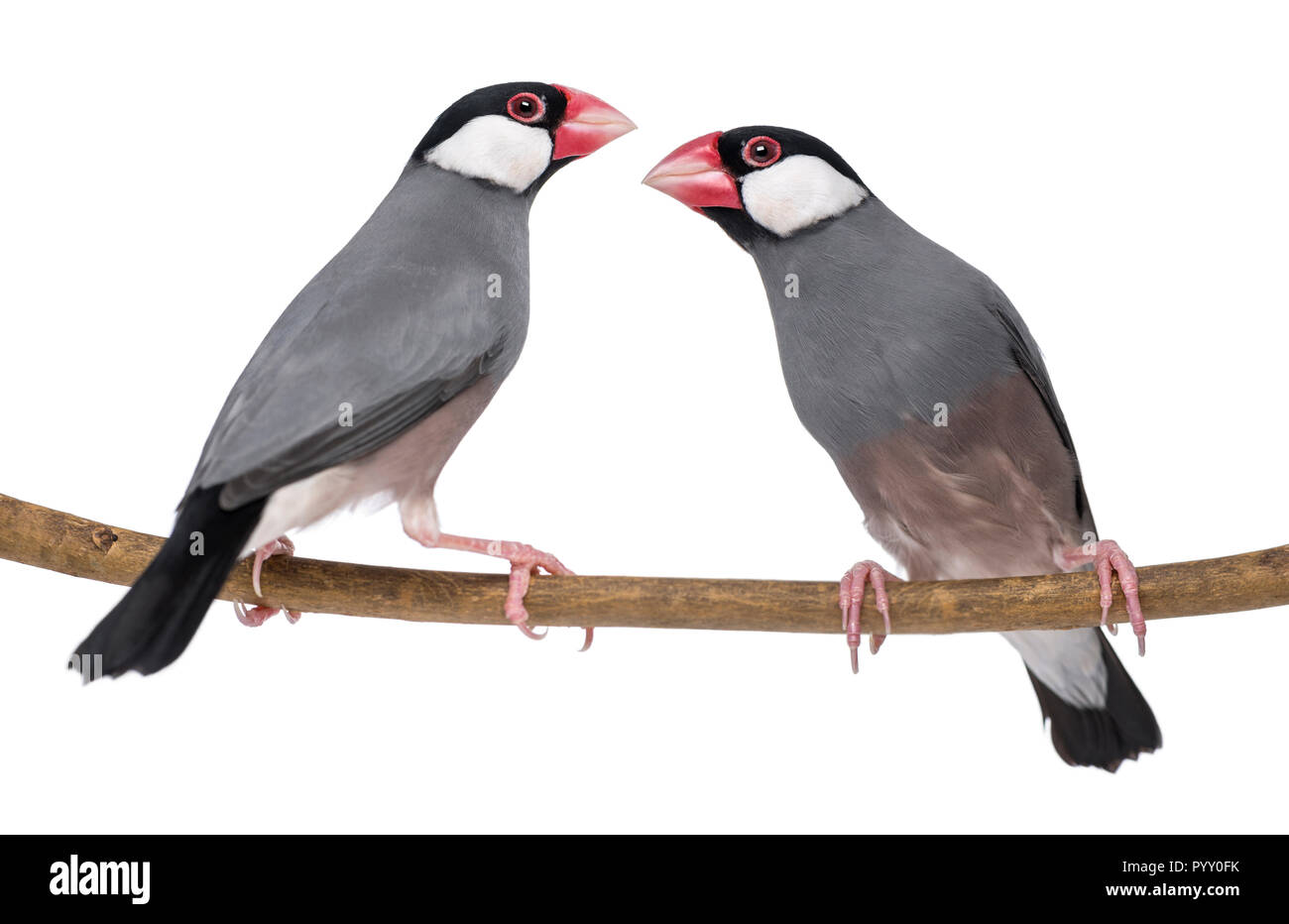 Two Java Sparrow perched on a branch- Padda oryzivora - isolated on ...