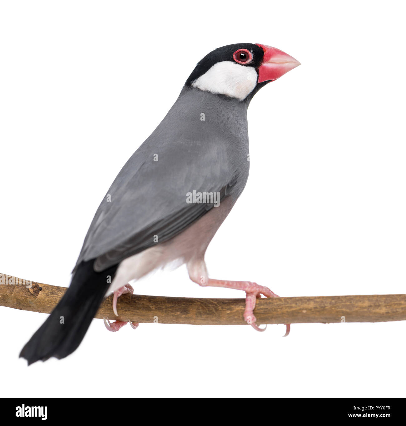 White java sparrow Cut Out Stock Images & Pictures - Alamy