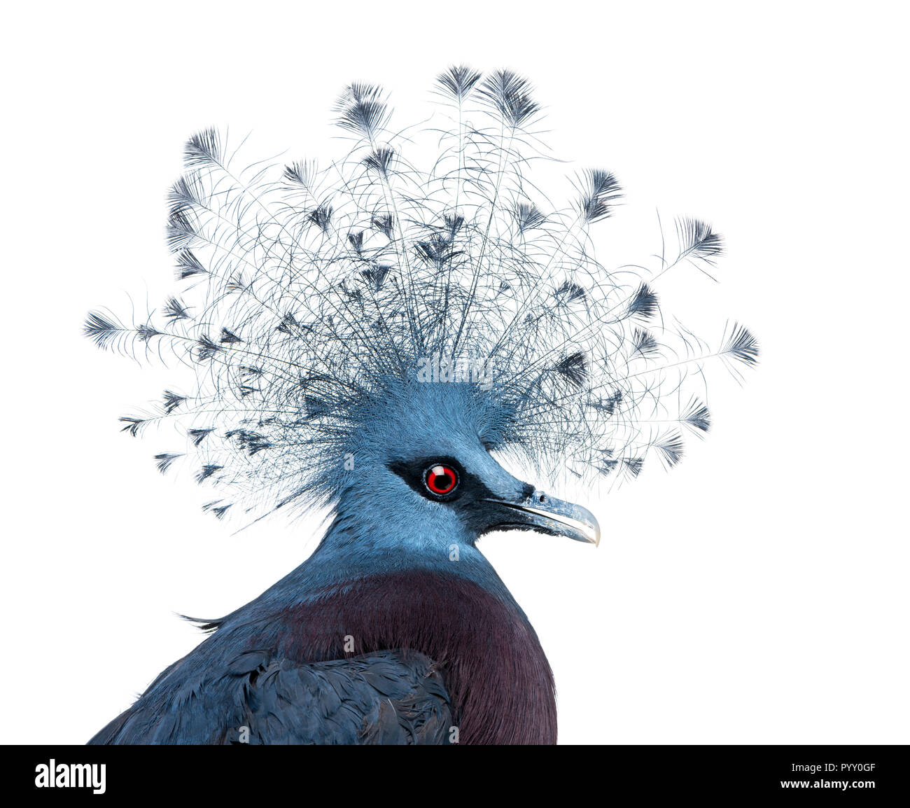 Victoria crowned pigeon head hi-res stock photography and images - Alamy
