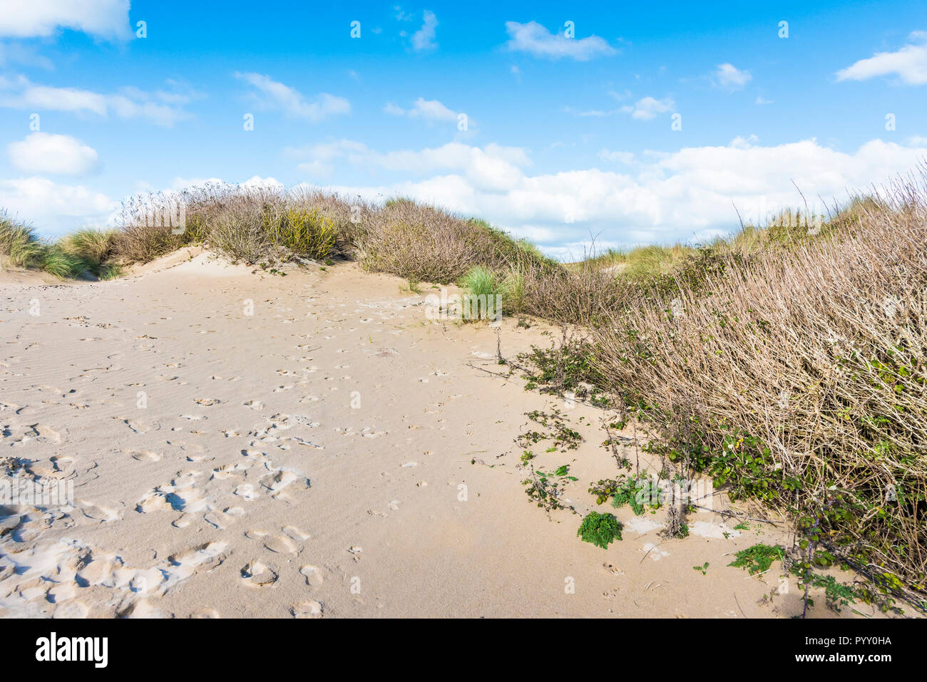 Dune stabilisation hi-res stock photography and images - Alamy