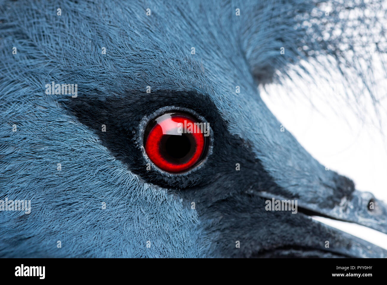 Close-up of Victoria Crowned Pigeon - Goura victoria Stock Photo - Alamy