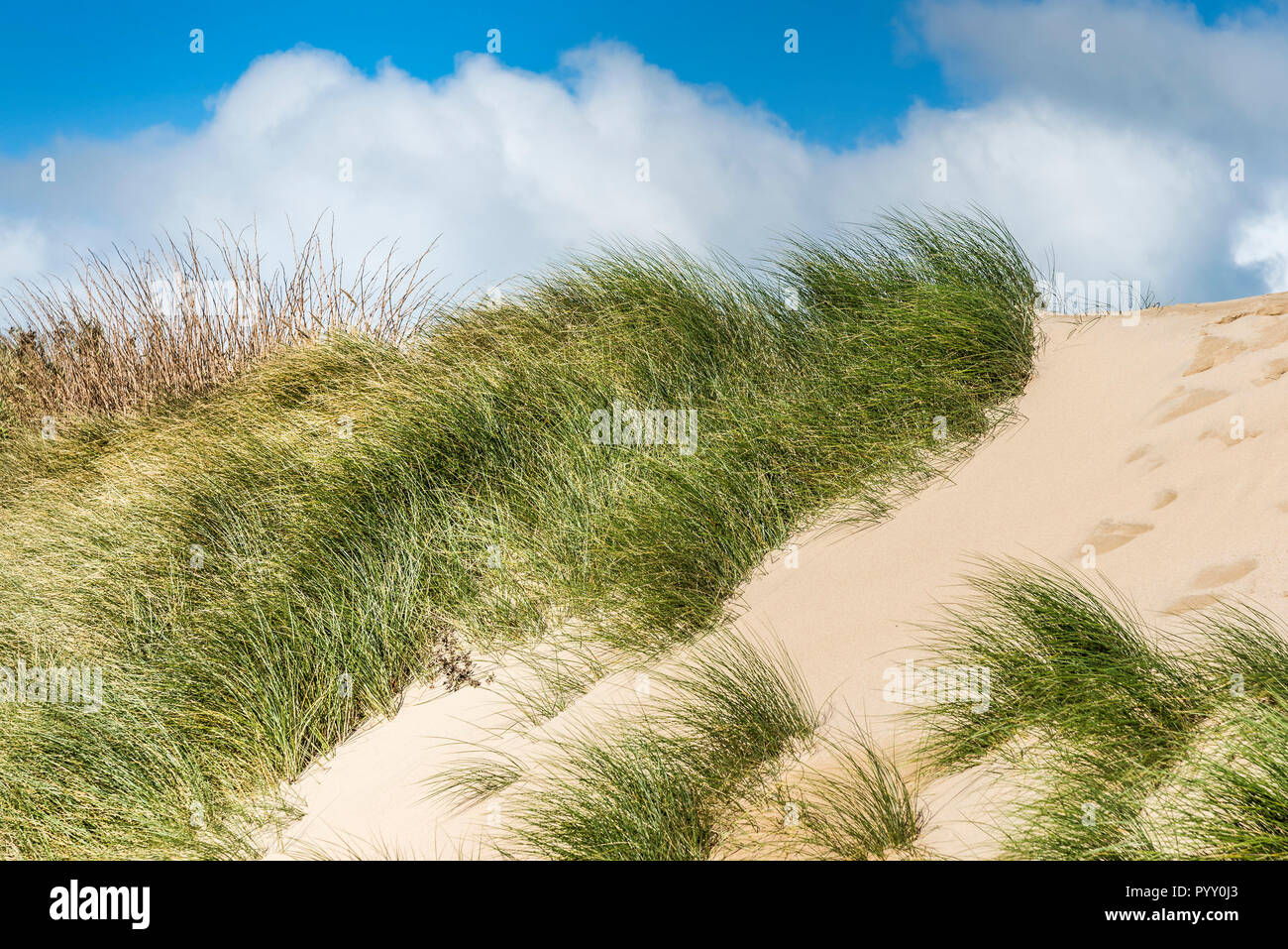 Ammophila beachgrass hi-res stock photography and images - Alamy