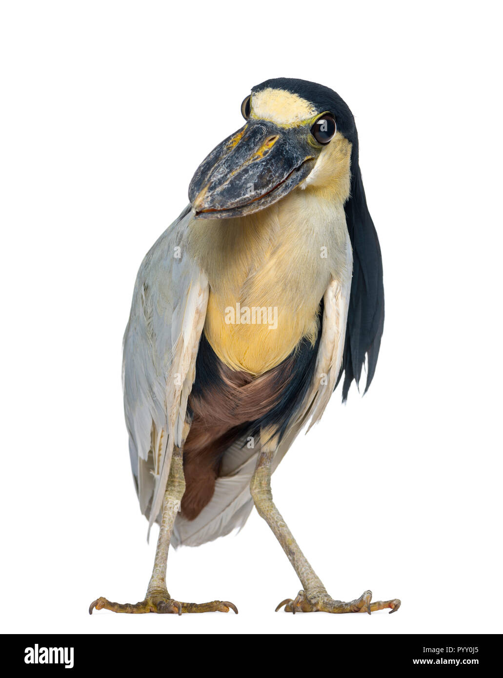 Boat-billed Heron; Boatbill - Cochlearius cochlearius - isolated on ...