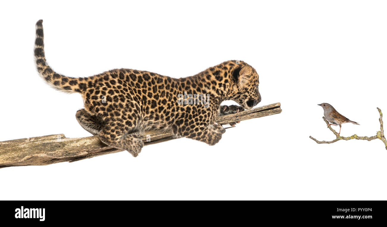 Leopard playing no people hi-res stock photography and images - Alamy