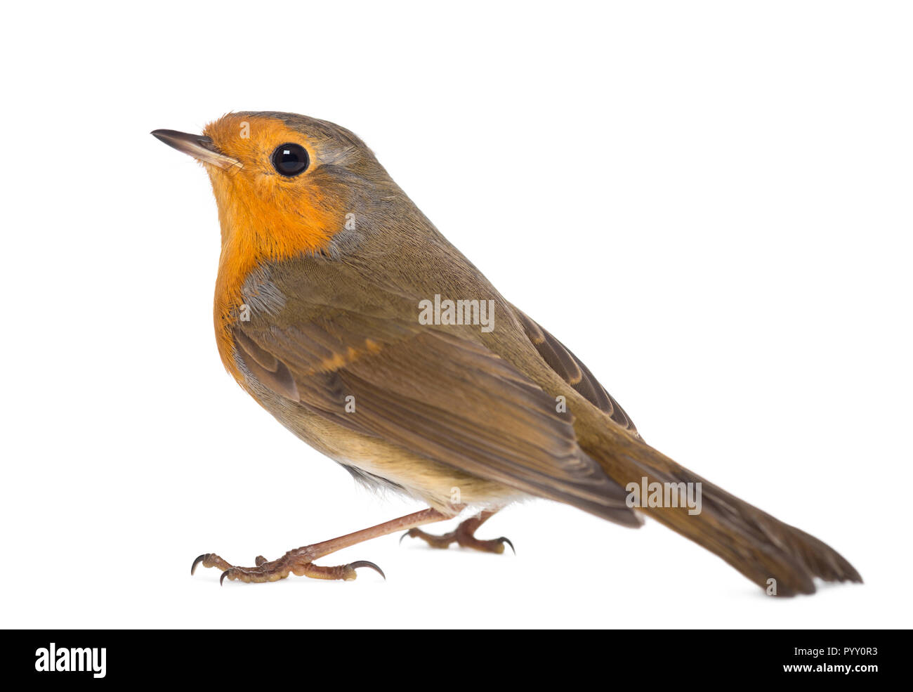 Robin rear view Cut Out Stock Images & Pictures - Alamy