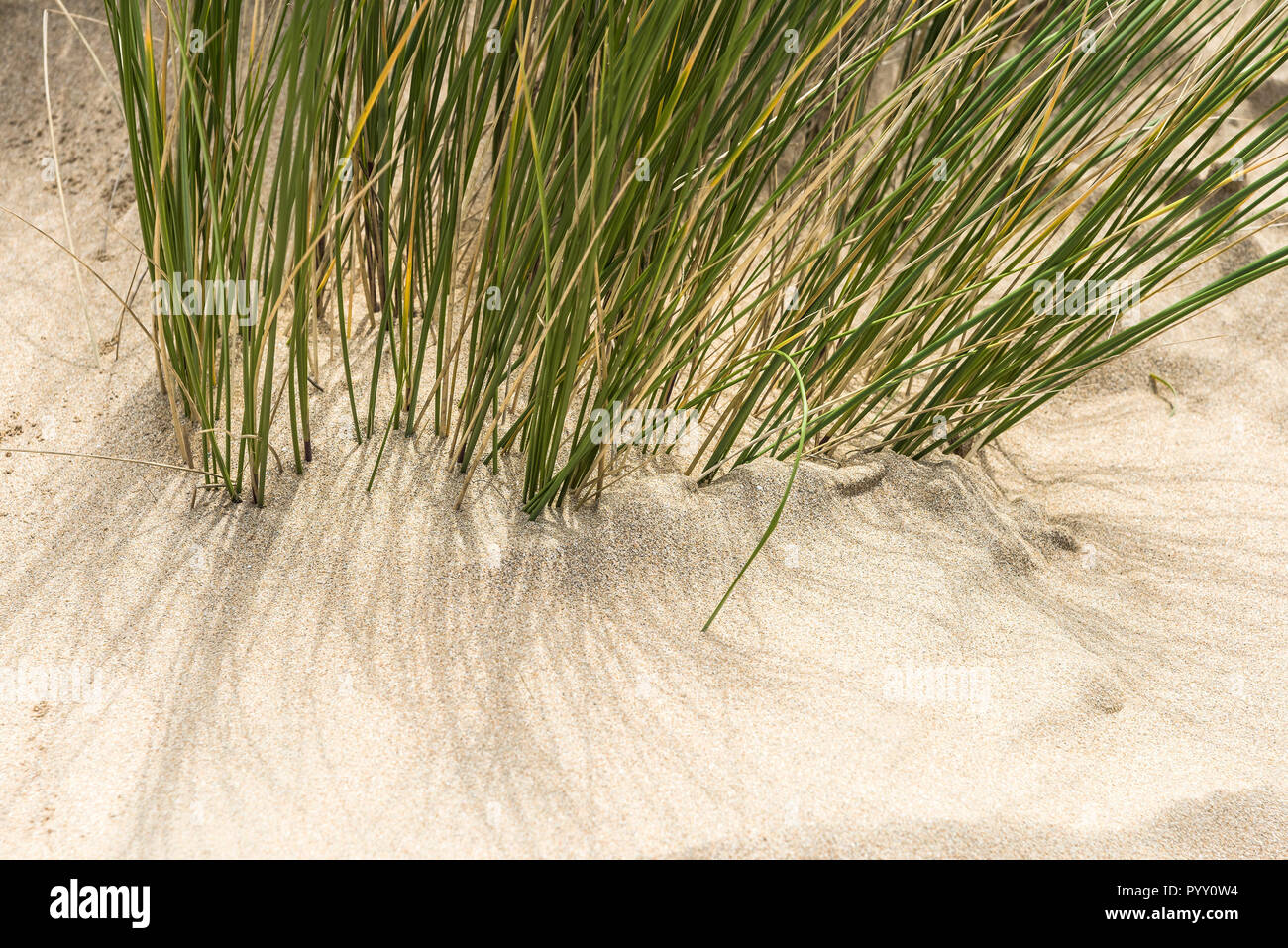 Marram grass Ammophila growing on a sand dune system Stock Photo - Alamy
