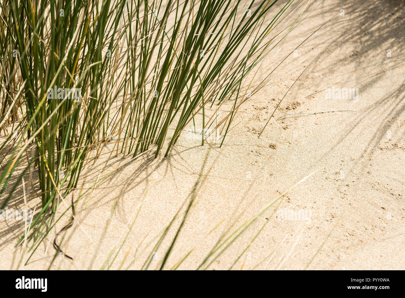 Marram Grass Ammophila growing on a sand dune system Stock Photo - Alamy