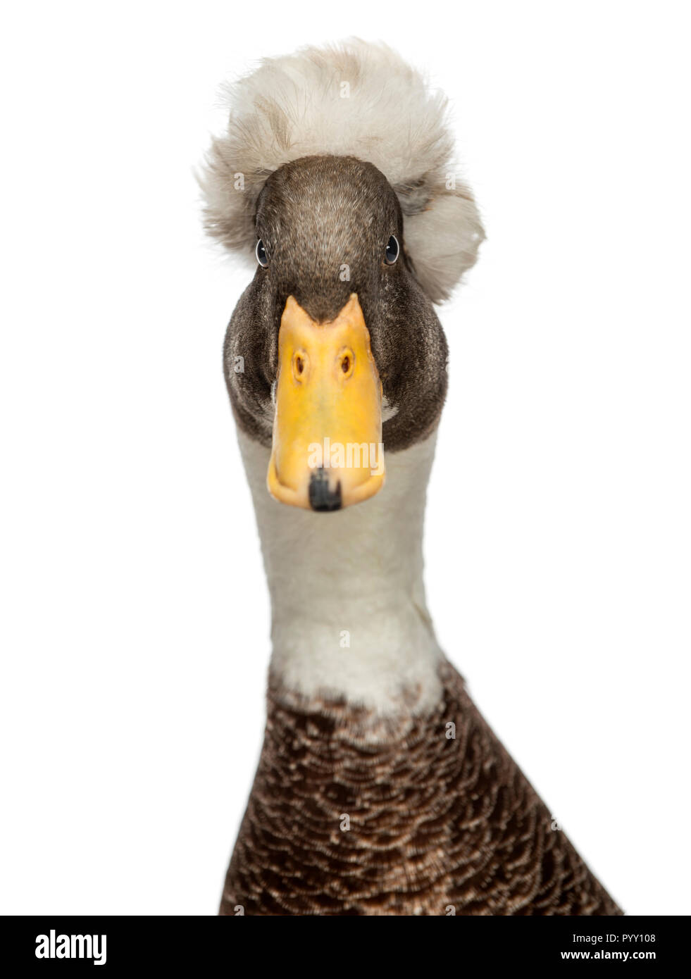 Close-up of a Male Crested Ducks, lophonetta specularioides, looking at ...