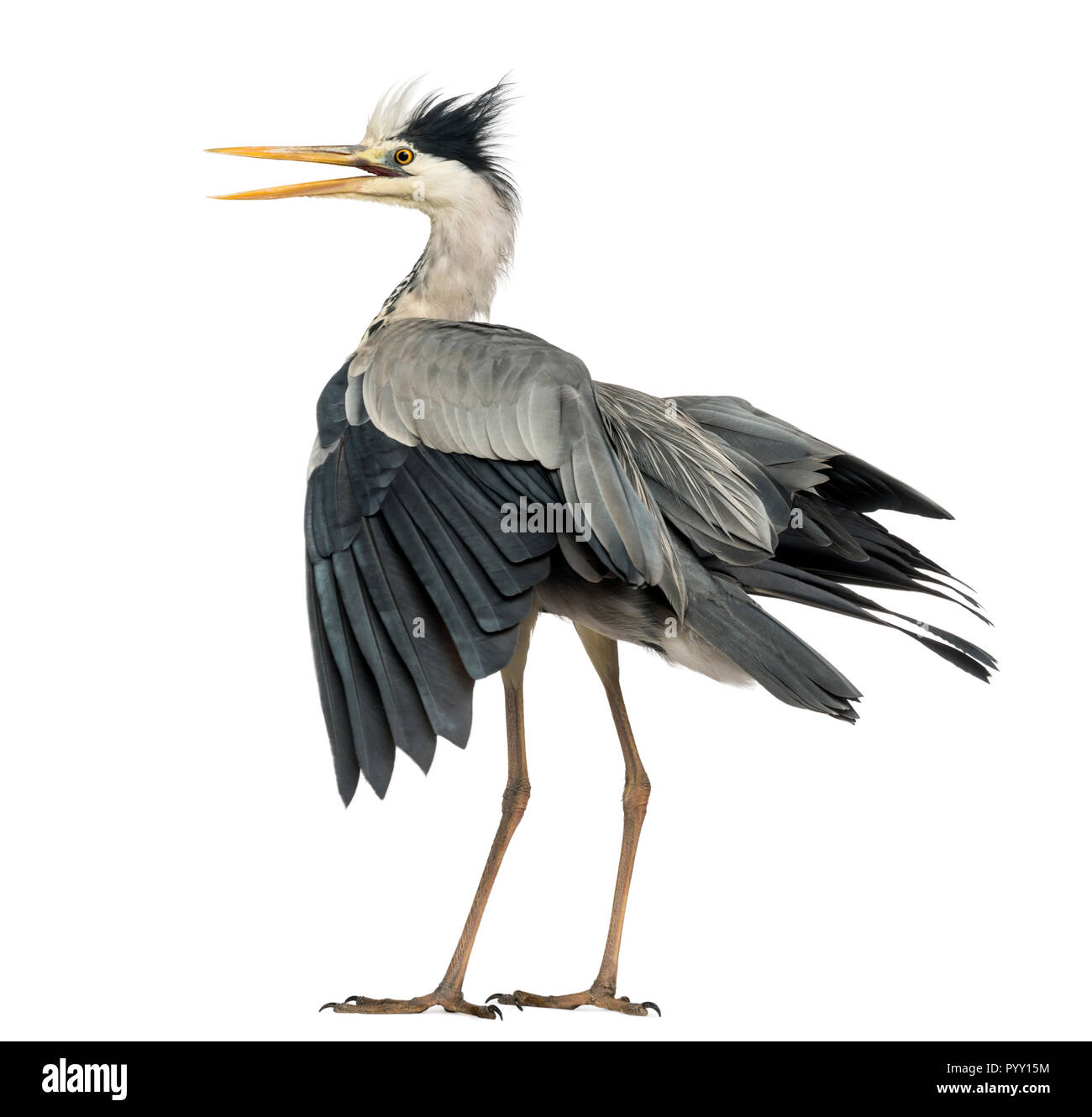 Heron back view Cut Out Stock Images & Pictures - Alamy