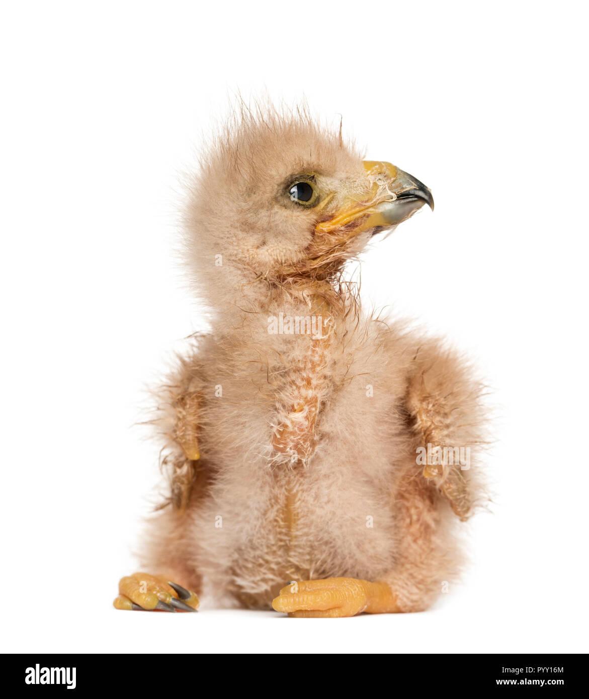 Baby hawk isolated hi-res stock photography and images - Alamy