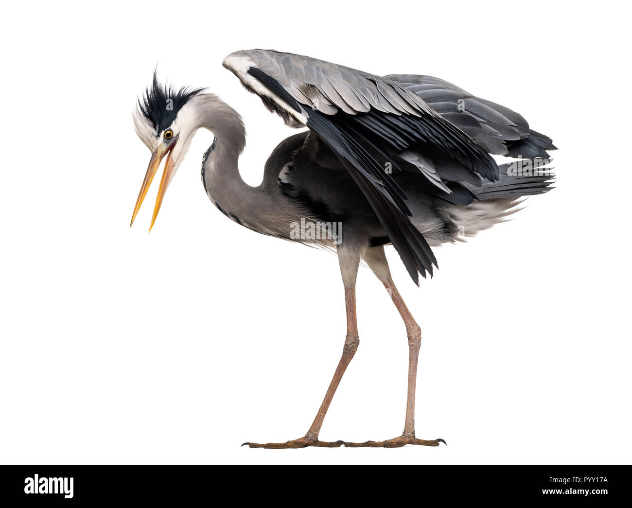 Side view of an upset Grey Heron, looking down, Ardea cinerea, isolated ...