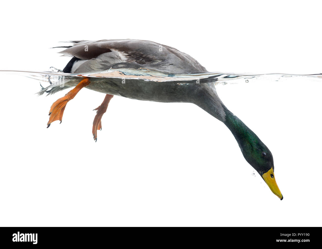 Mallard fishing under water, Anas platyrhynchos, isolated on white ...