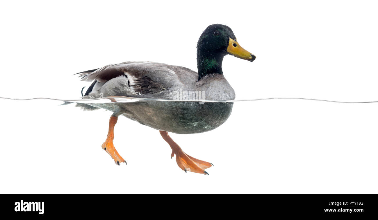 Mallard floating on the water, Anas platyrhynchos, isolated on white ...