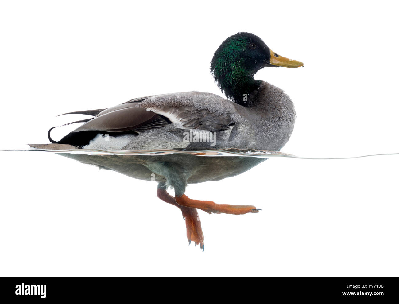 Side view of a Mallard floating on the water, Anas platyrhynchos ...