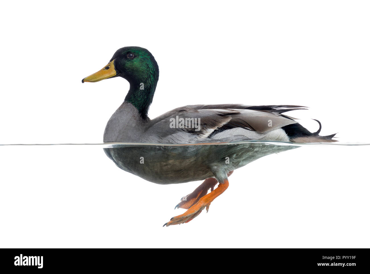 Side view of a Mallard floating on the water, Anas platyrhynchos ...