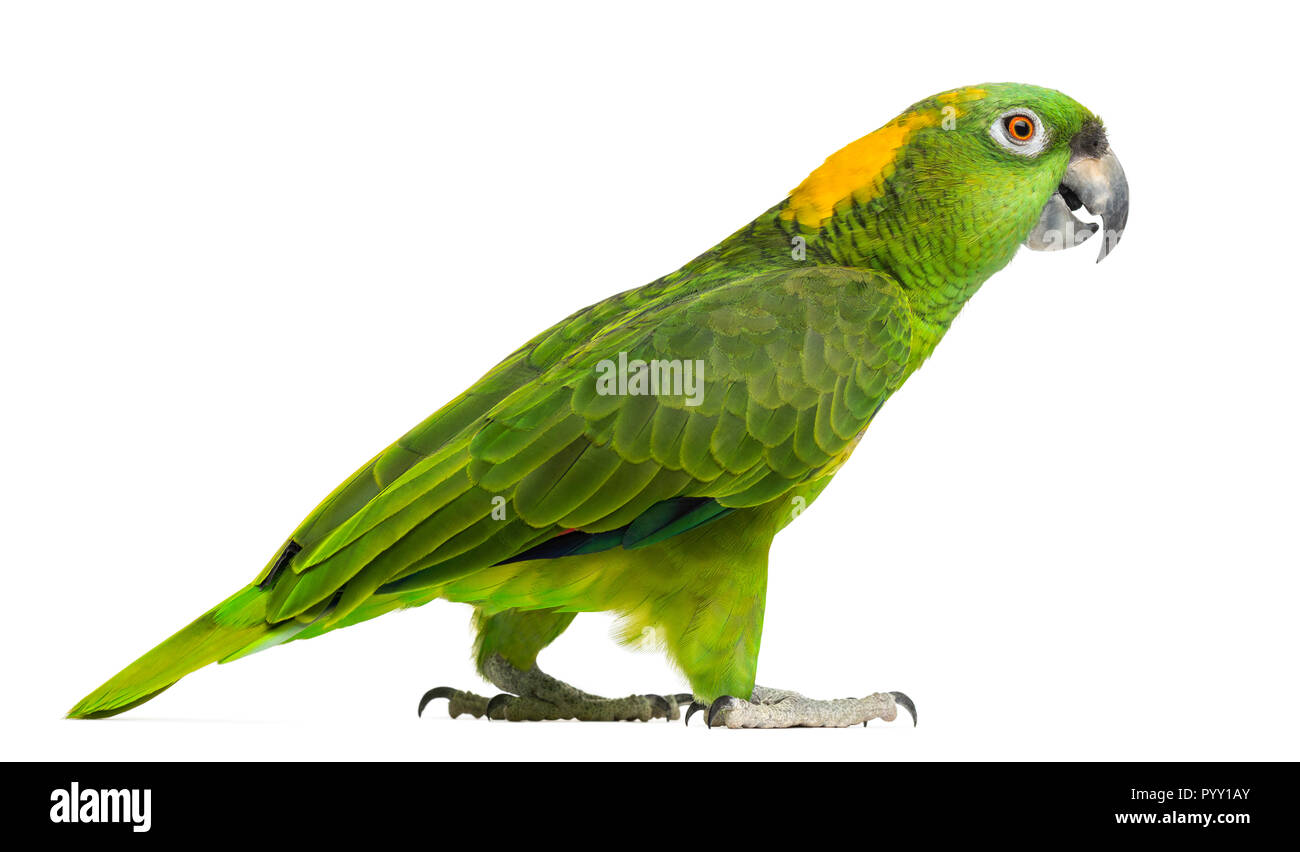 Side view of a Yellow-naped parrot walking (6 years old), isolated on ...