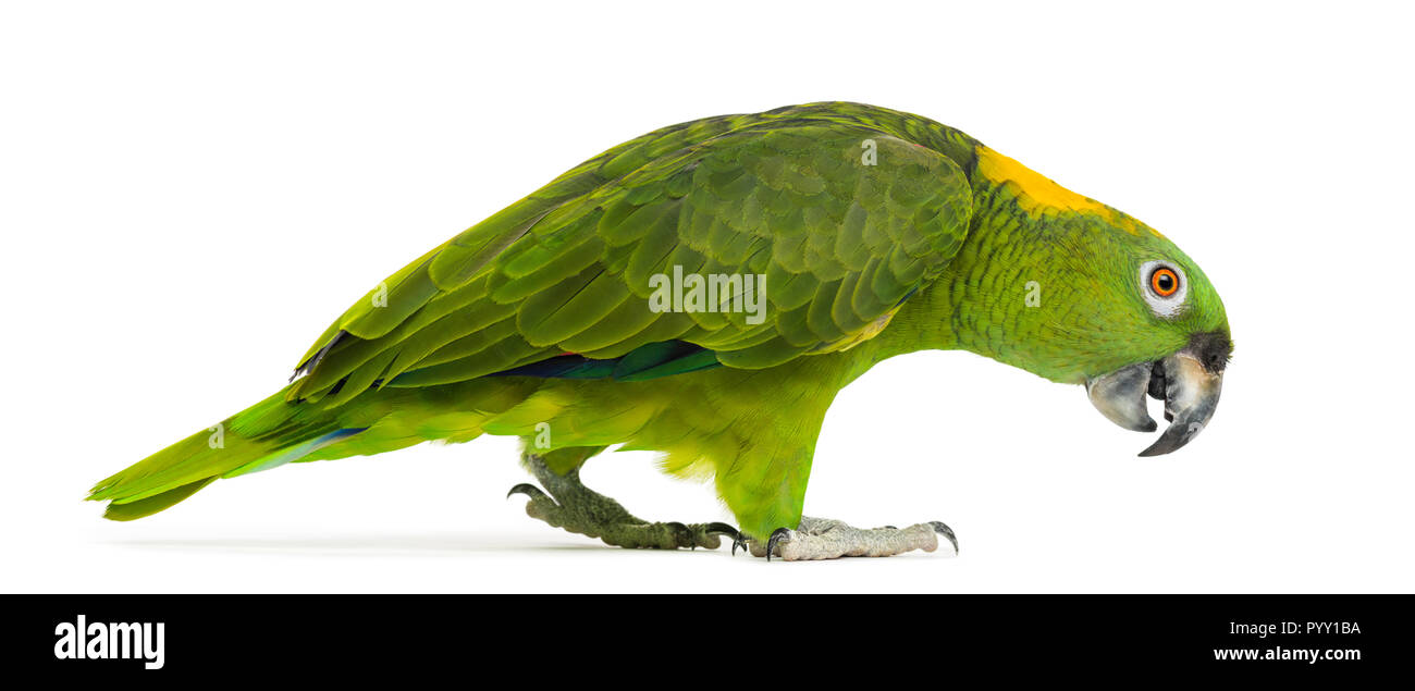 Side view of a Yellow-naped parrot walking (6 years old), isolated on ...
