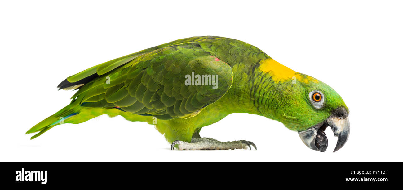 Yellow-naped parrot pecking (6 years old), isolated on white Stock ...