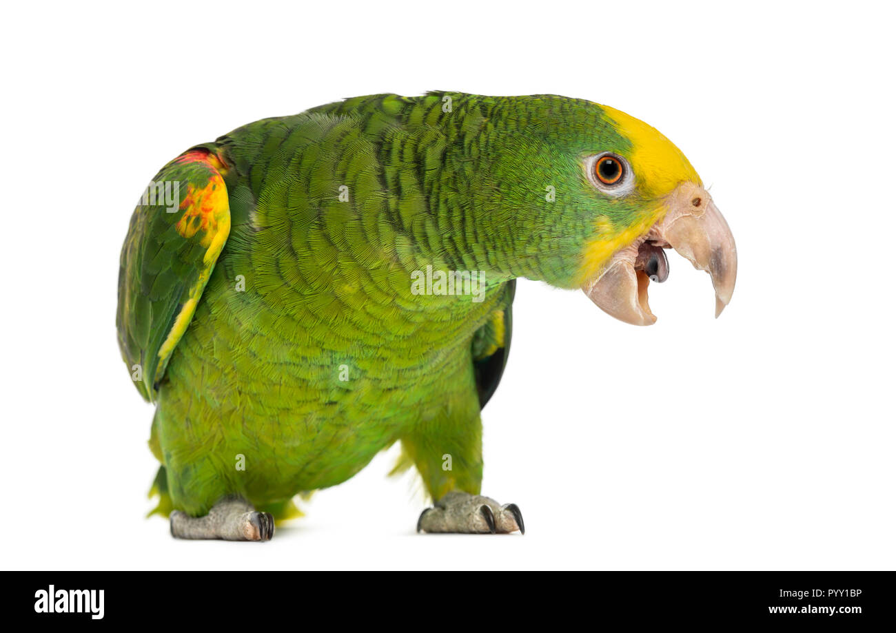 Double yellow headed amazon parrot hi-res stock photography and images ...