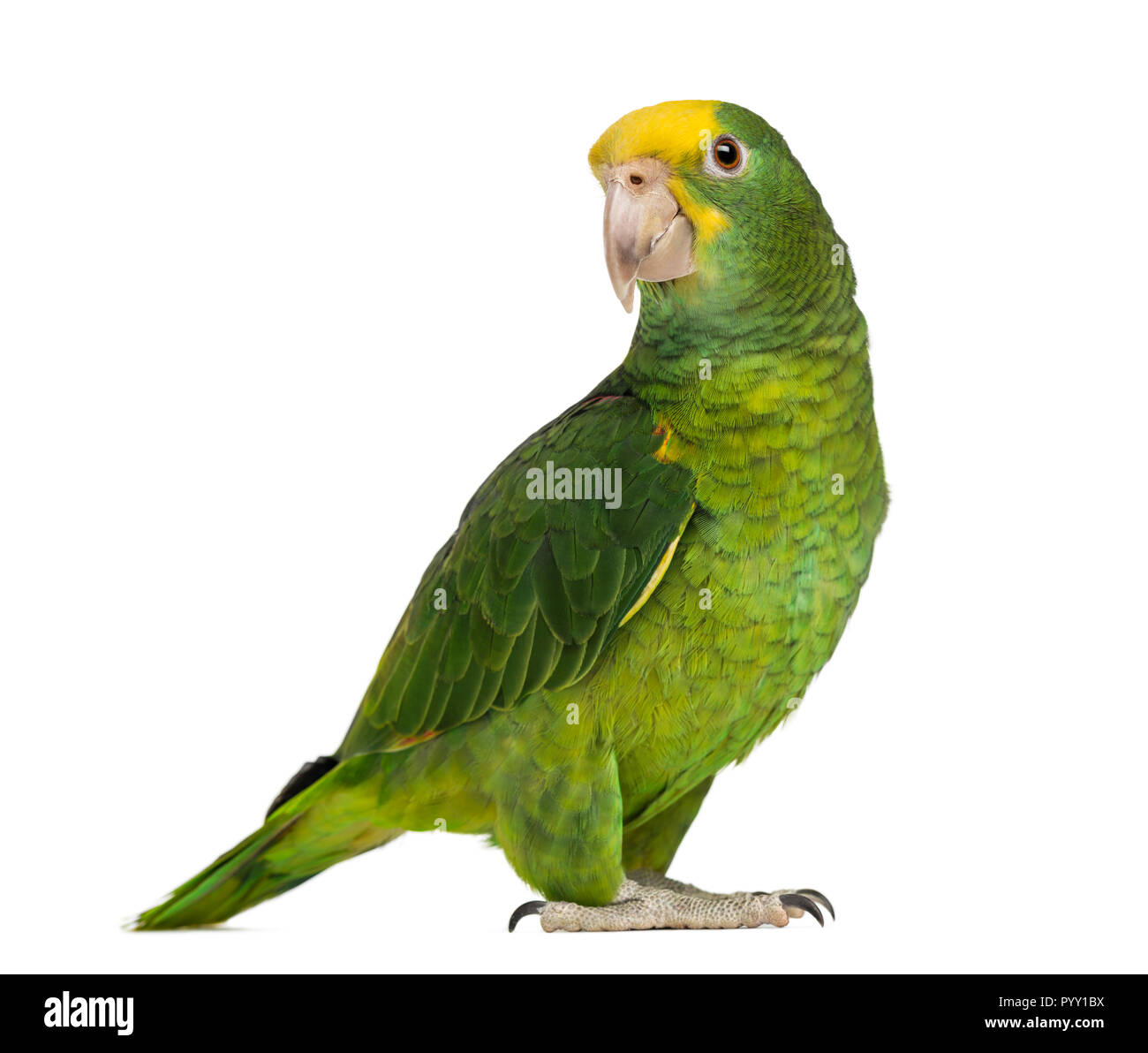 Double yellow headed amazon parrot hi-res stock photography and images ...