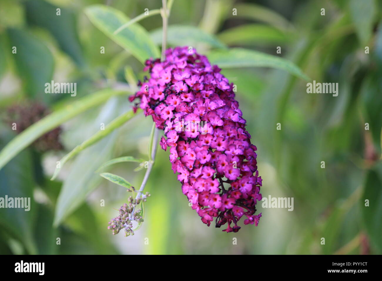 Buddleia bush uk garden hi-res stock photography and images - Alamy