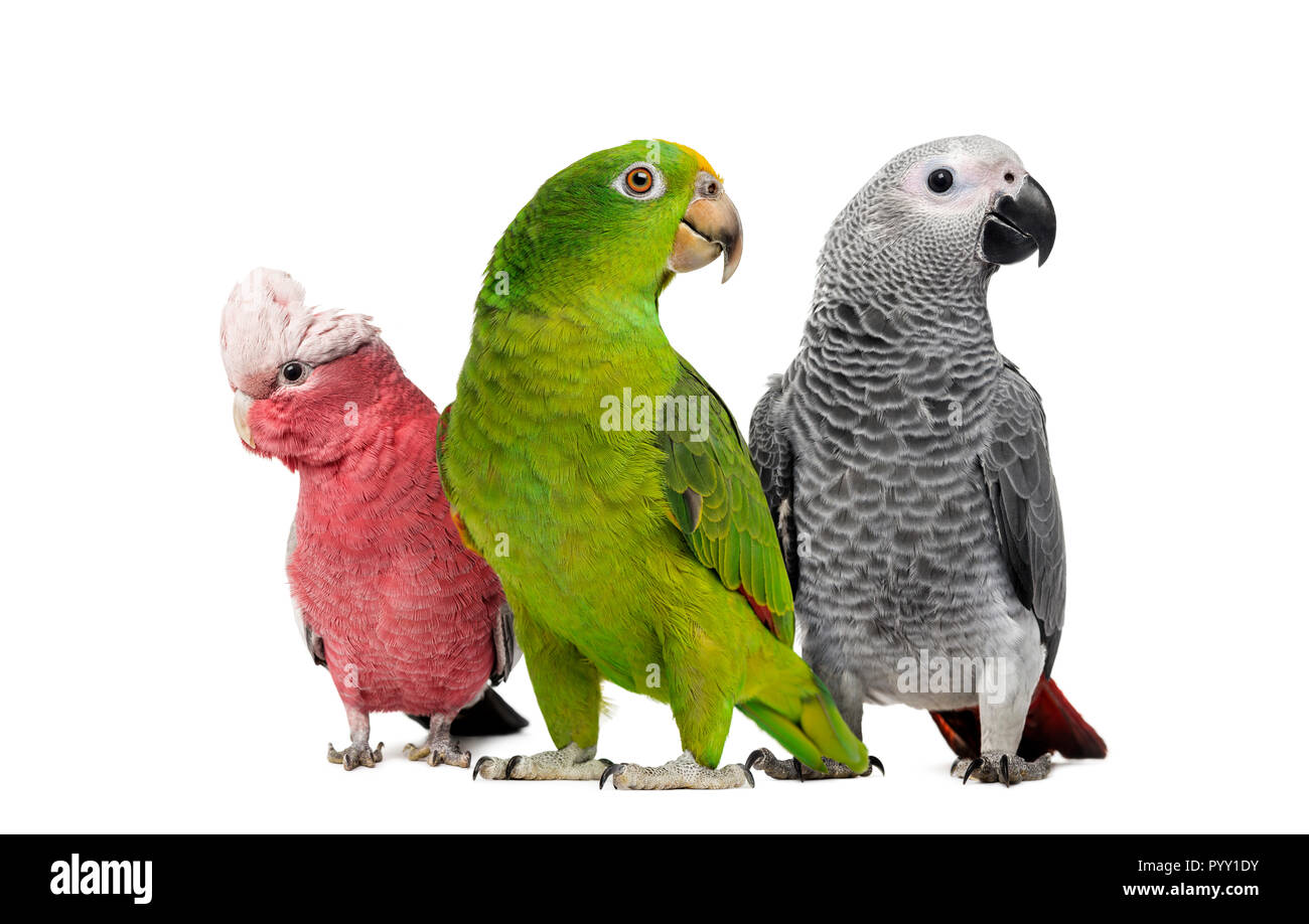 Group of parrots Stock Photo - Alamy