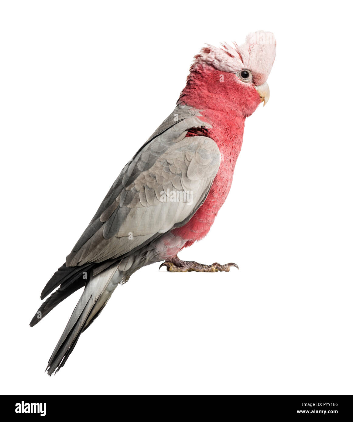 Galah isolated white hi-res stock photography and images - Alamy