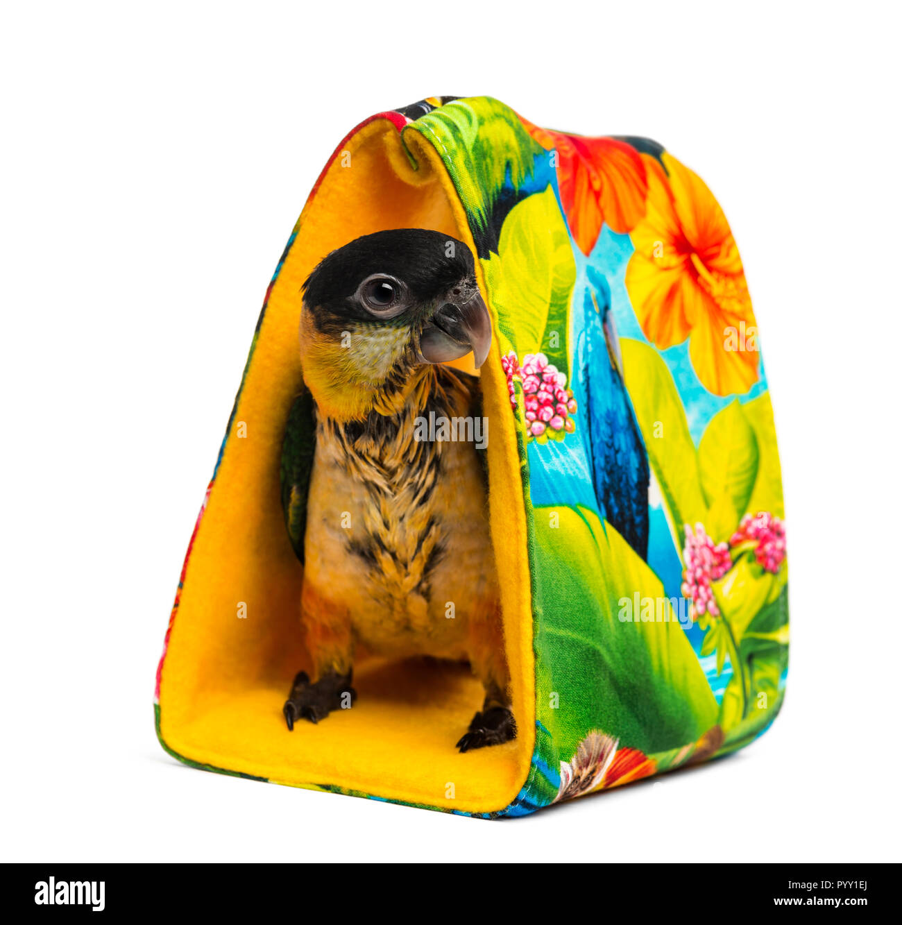 Young Black-capped Parrot (10 weeks old) standing in a bag, isolated on ...