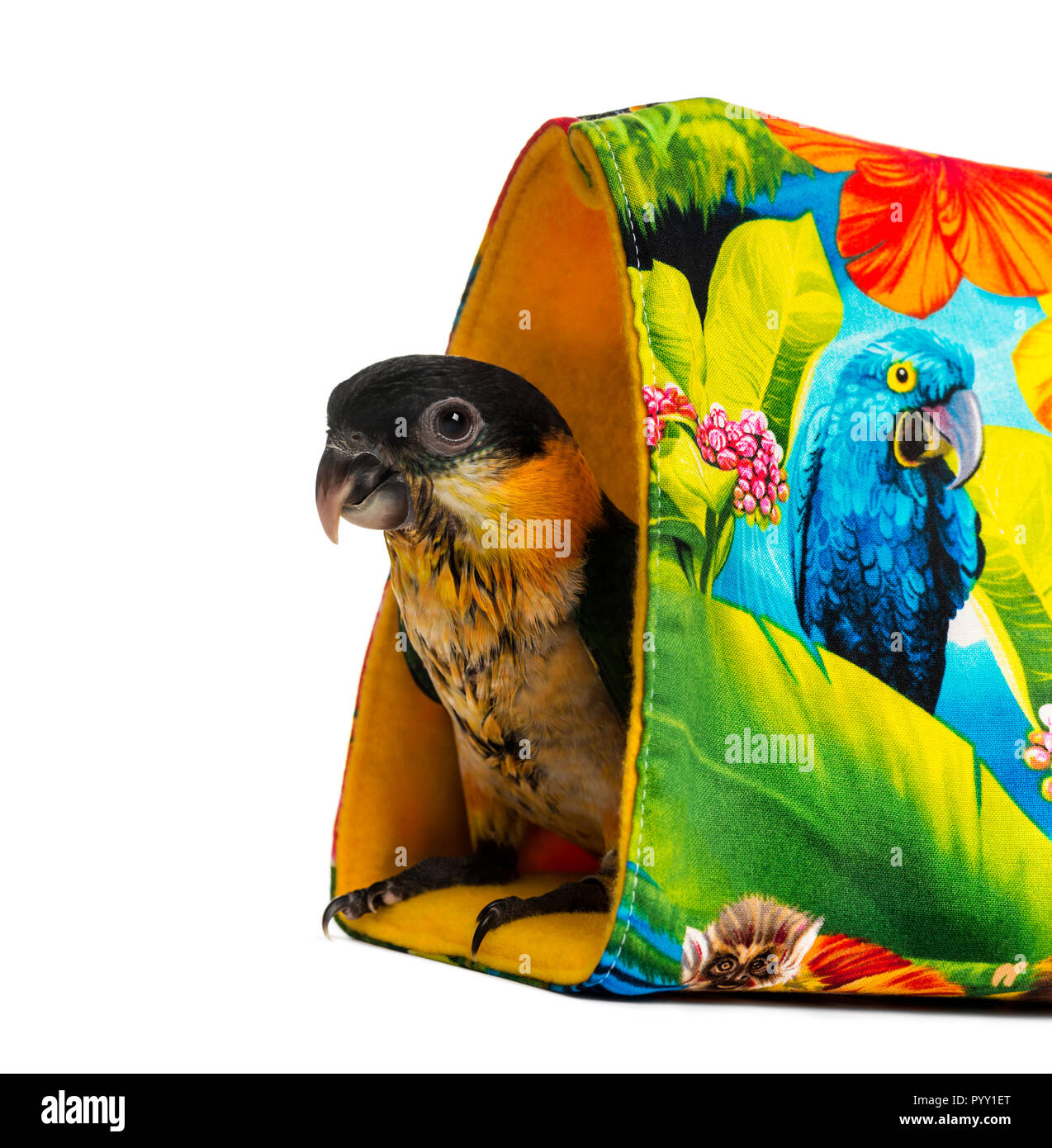 Young Black-capped Parrot (10 weeks old) standing in a bag, isolated on ...