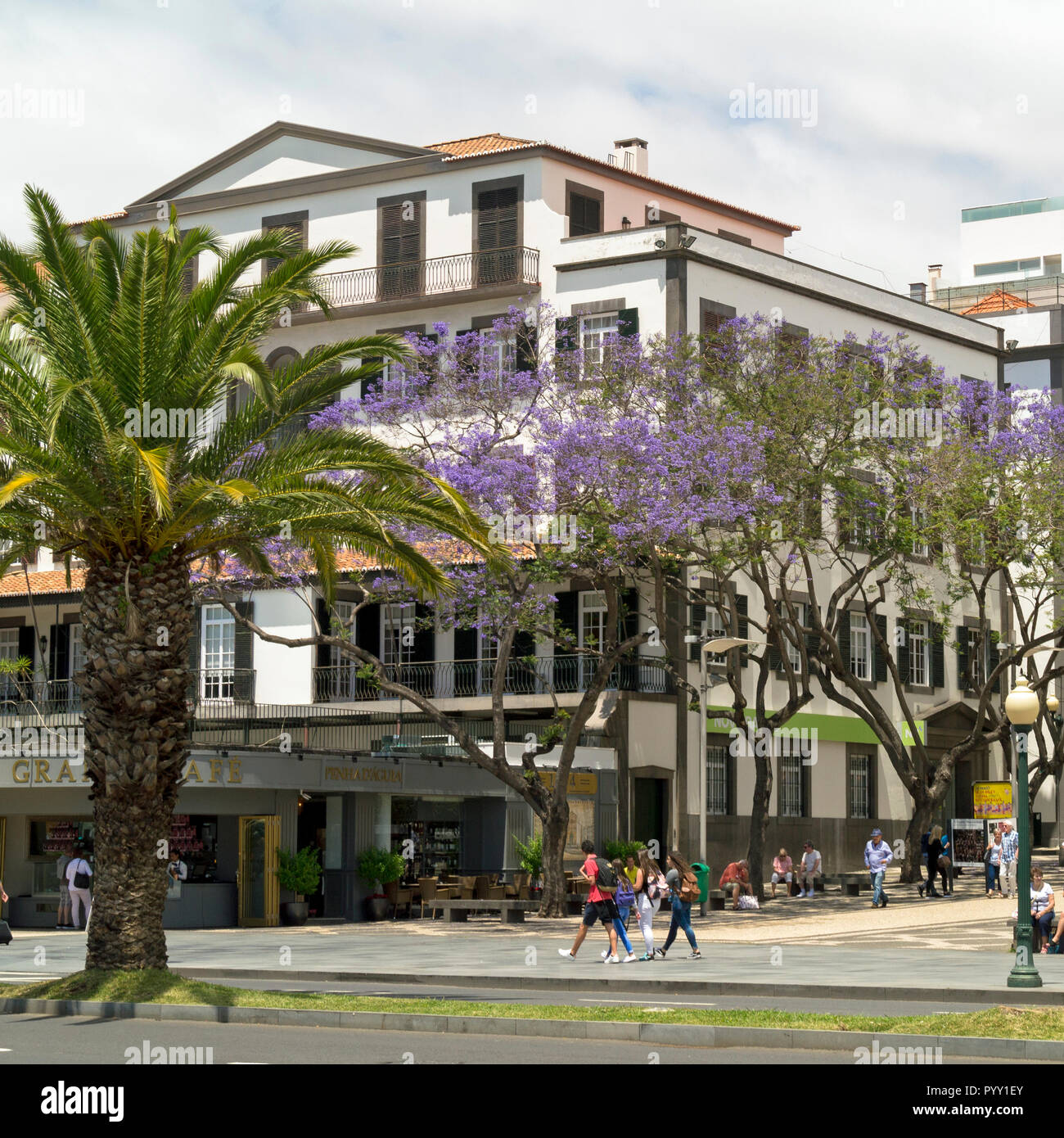 Jacaranda tree in blossom , Funchal,Madeira,Portugal Stock Photo - Alamy