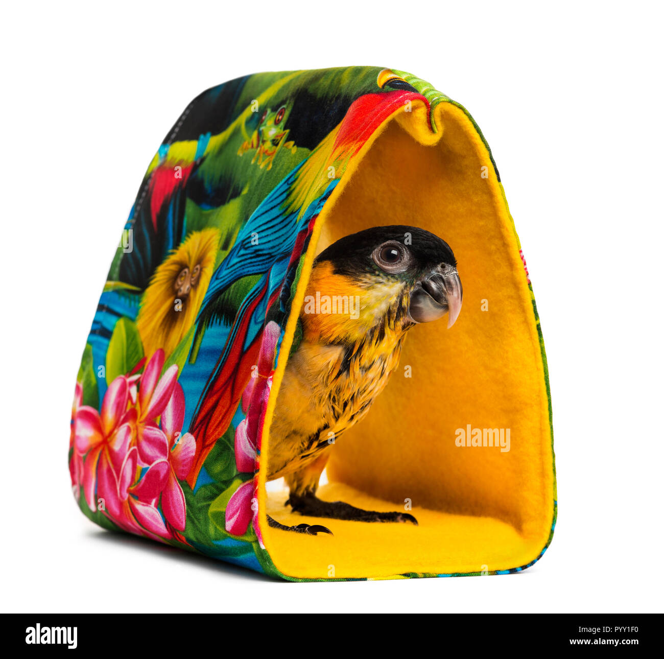 Young Black-capped Parrot (10 weeks old) standing in a bag, isolated on ...