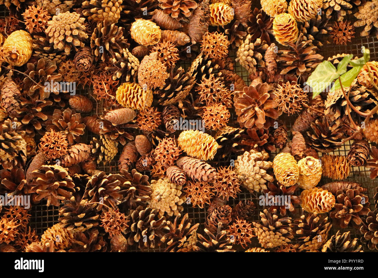 Fir cones hi-res stock photography and images - Alamy