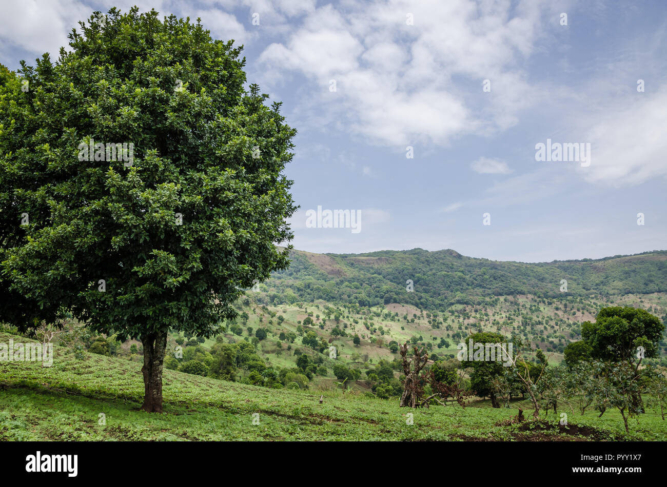Large green tree in green hilly landscape of highlands of Cameroon ...