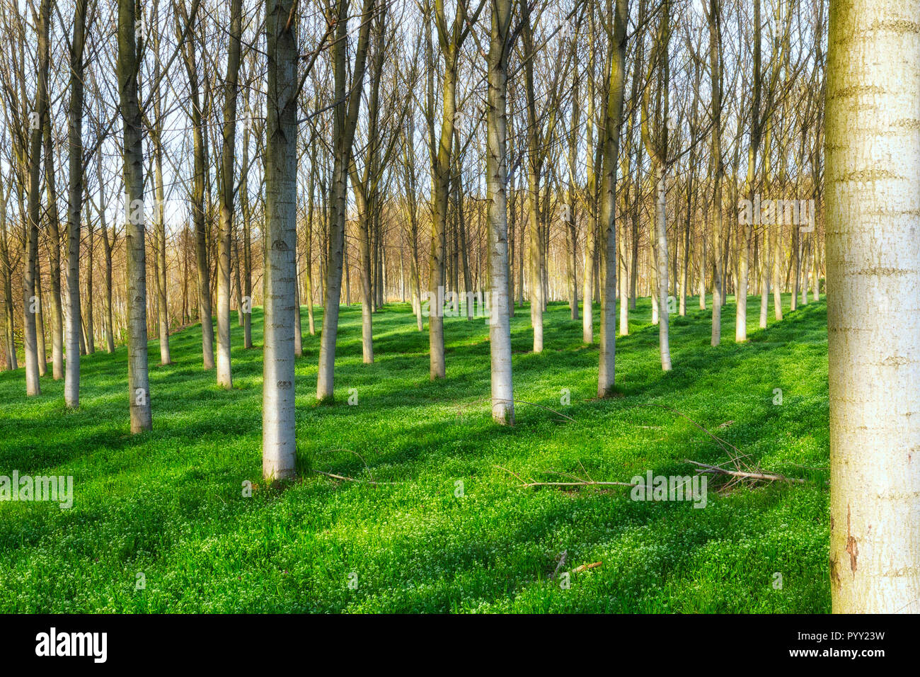 Lombardy italy poplar trees hi-res stock photography and images - Alamy