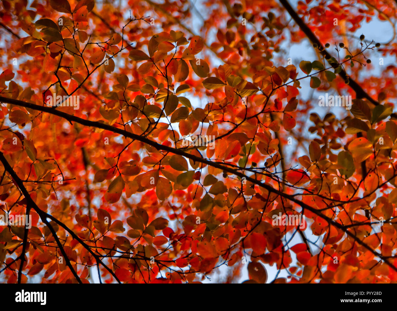 Bradford pear tree autumn hi-res stock photography and images - Alamy