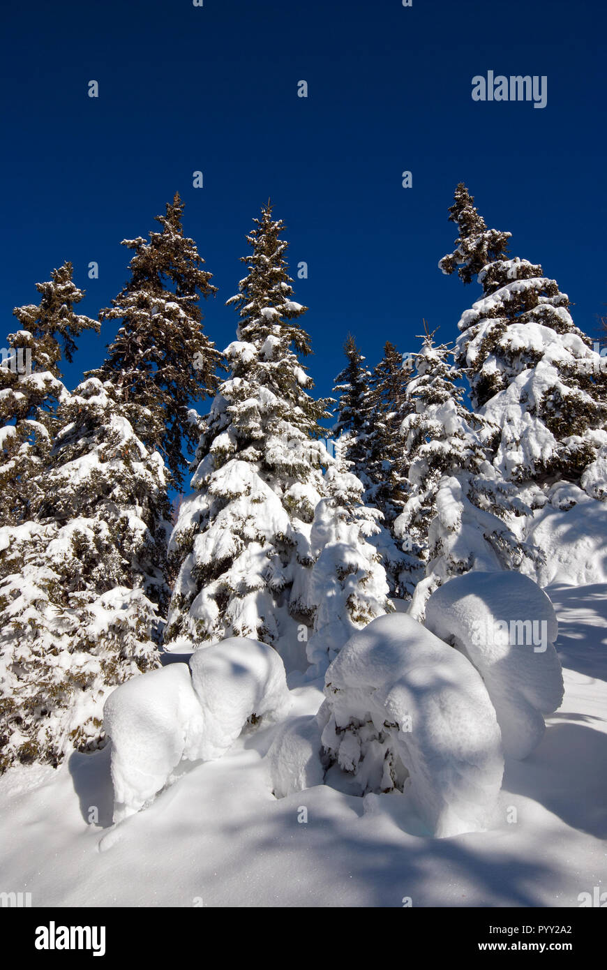 Fir trees in the alps hi-res stock photography and images - Alamy