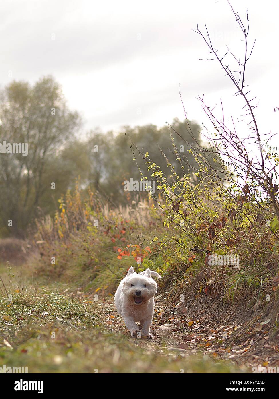 happy white dog running down in autumn nature Stock Photo - Alamy