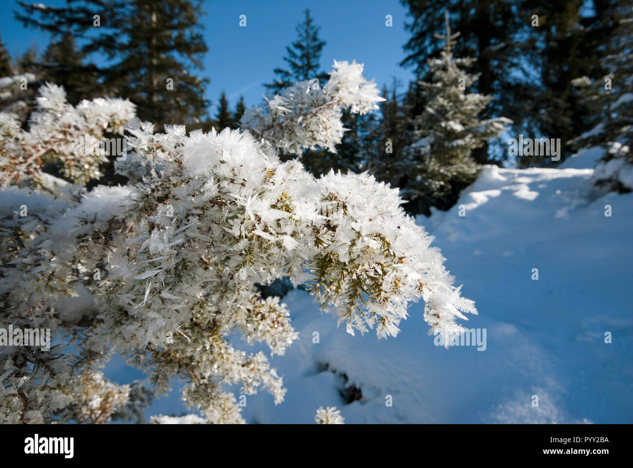 Detail of frozen tree in Orobie Alps, Lombardy, Italy Stock Photo - Alamy