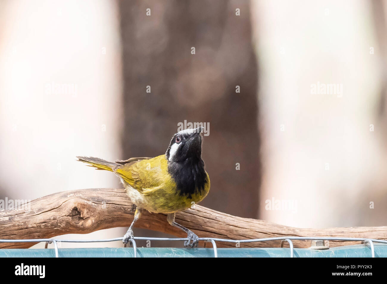 White eared hi-res stock photography and images - Alamy