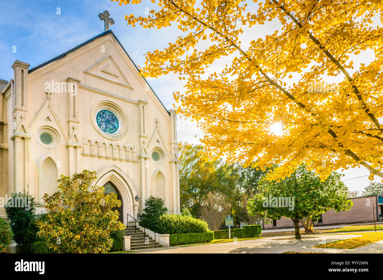 Ginkgo tree canopy hi-res stock photography and images - Alamy