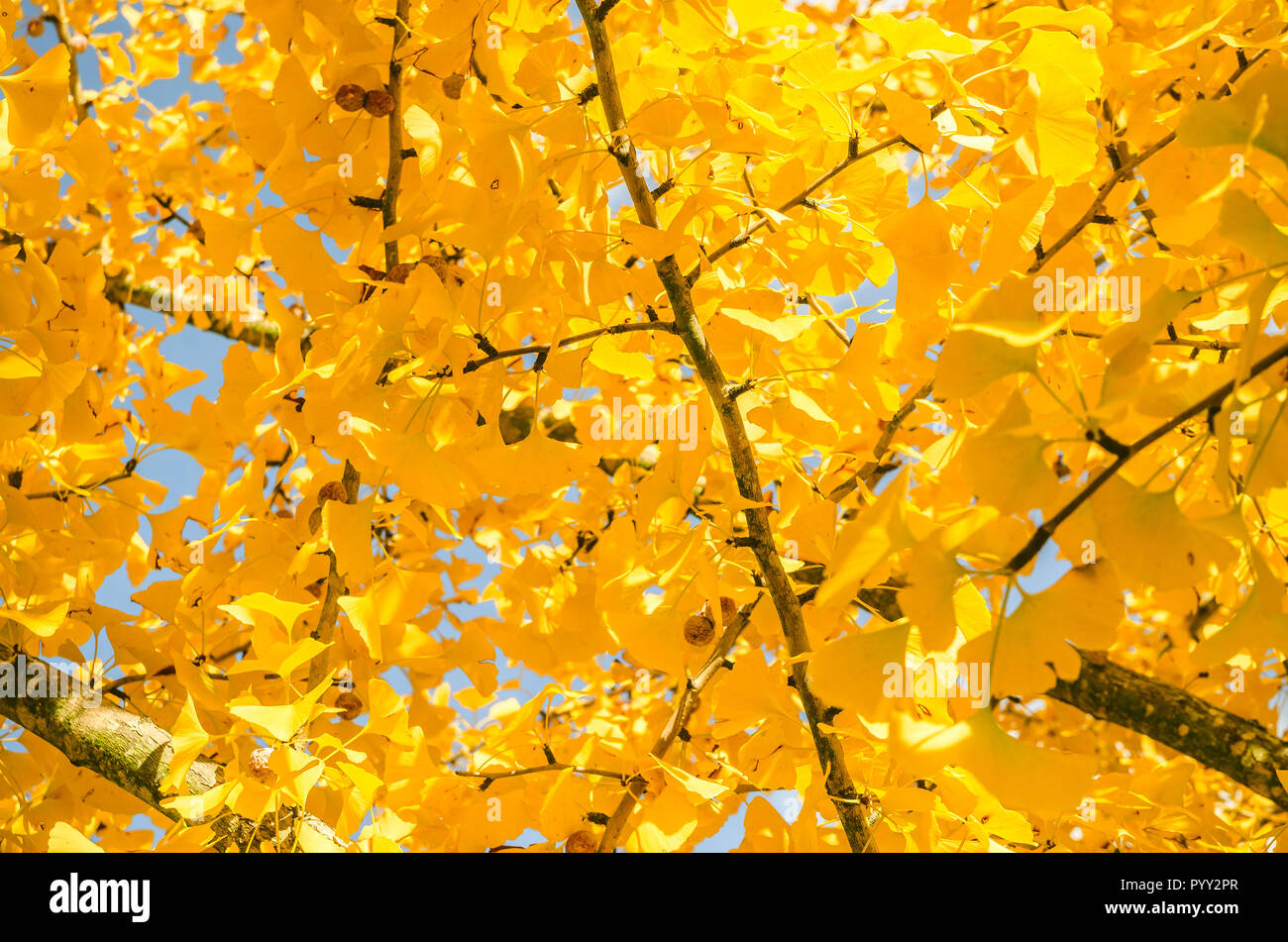 Displays ginkgo leaves hi-res stock photography and images - Alamy