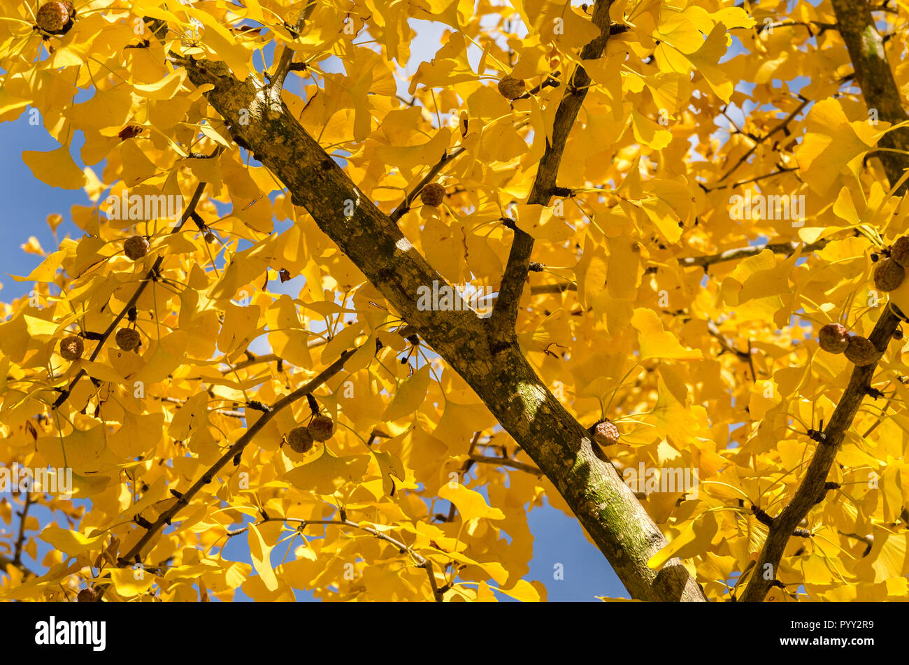 Displays ginkgo leaves hi-res stock photography and images - Alamy