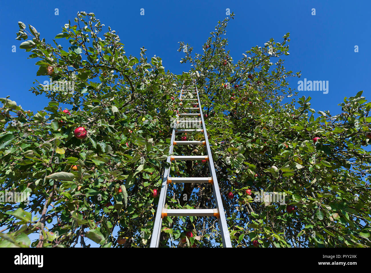 Fruit tree ladder in an apple tree, Franconia, Bavaria, Germany Stock ...