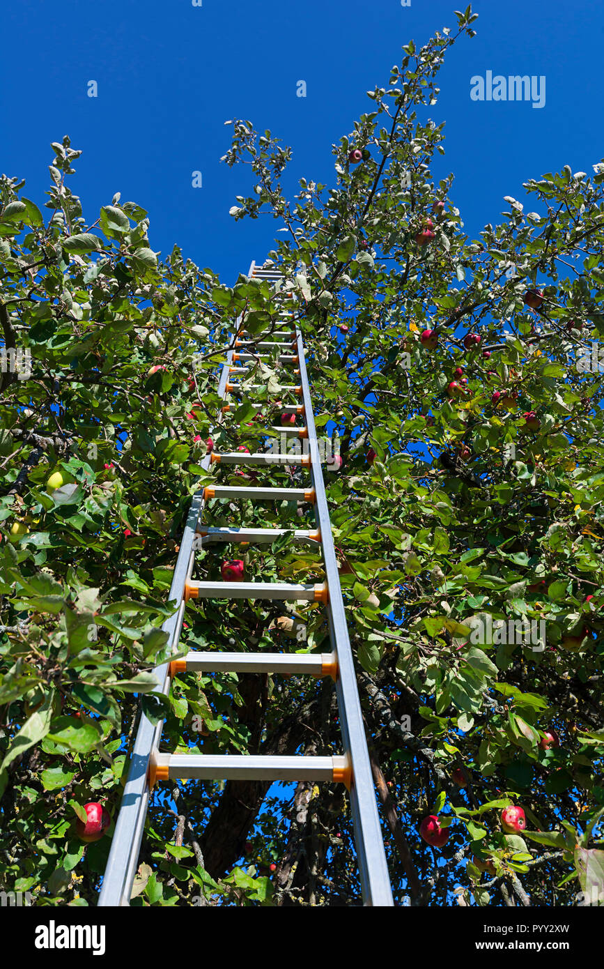 Fruit tree ladder in an apple tree, Franconia, Bavaria, Germany Stock ...