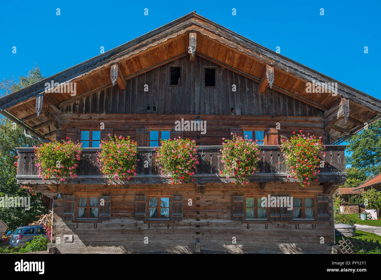 Geraniums (Pelargonium), at farm in Deining near Munich, Upper Bavaria ...
