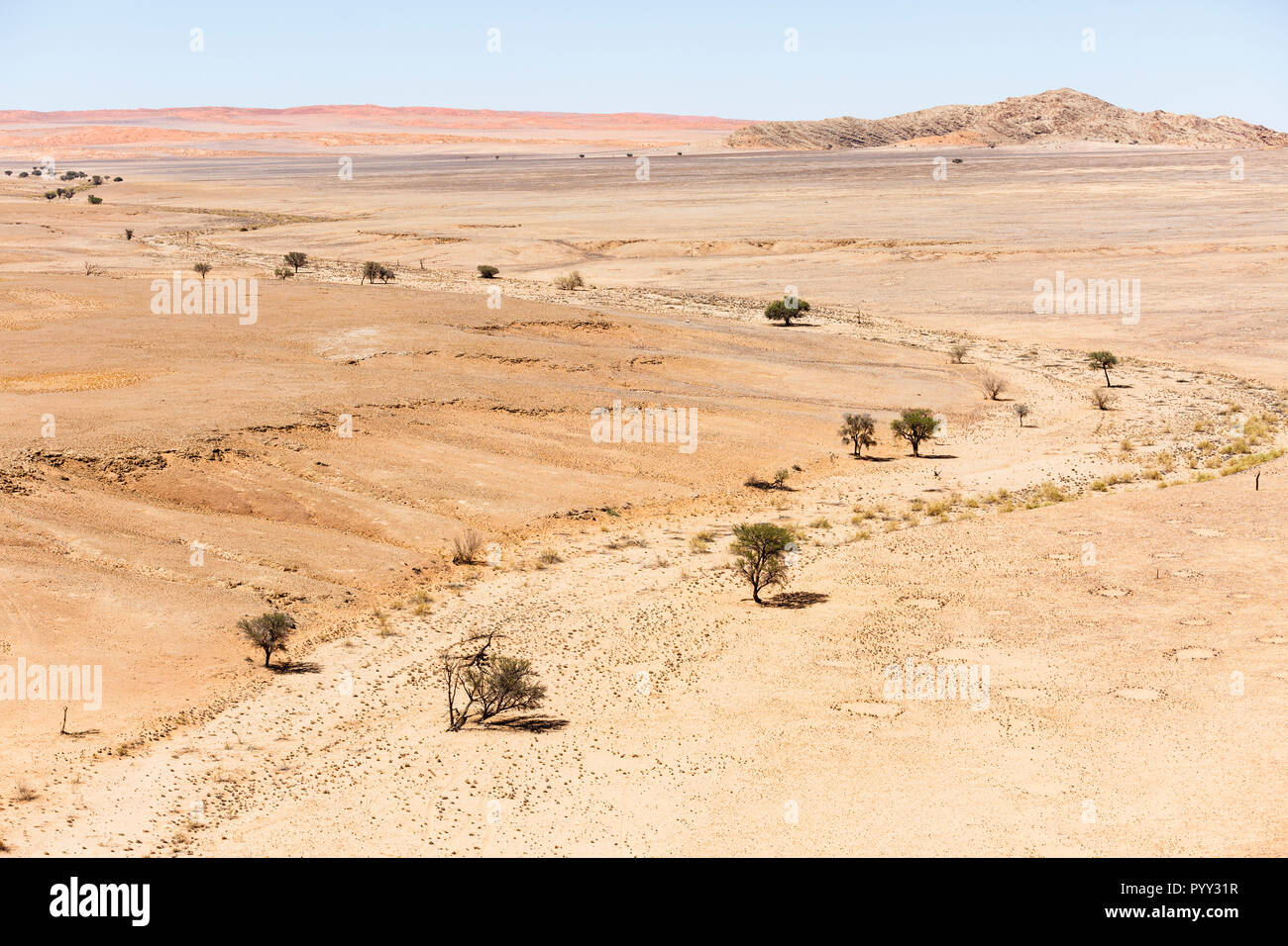 Aerial view, camelthorn trees (Acacia erioloba) in Tsondab Dry River ...