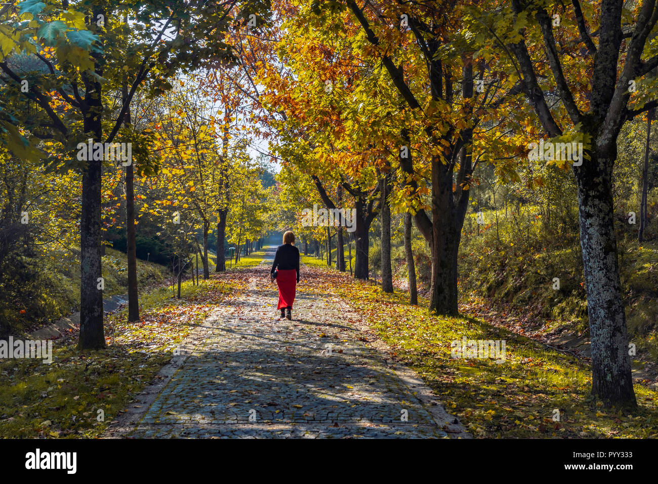 Fall colours in Istanbul,Turkey Stock Photo - Alamy